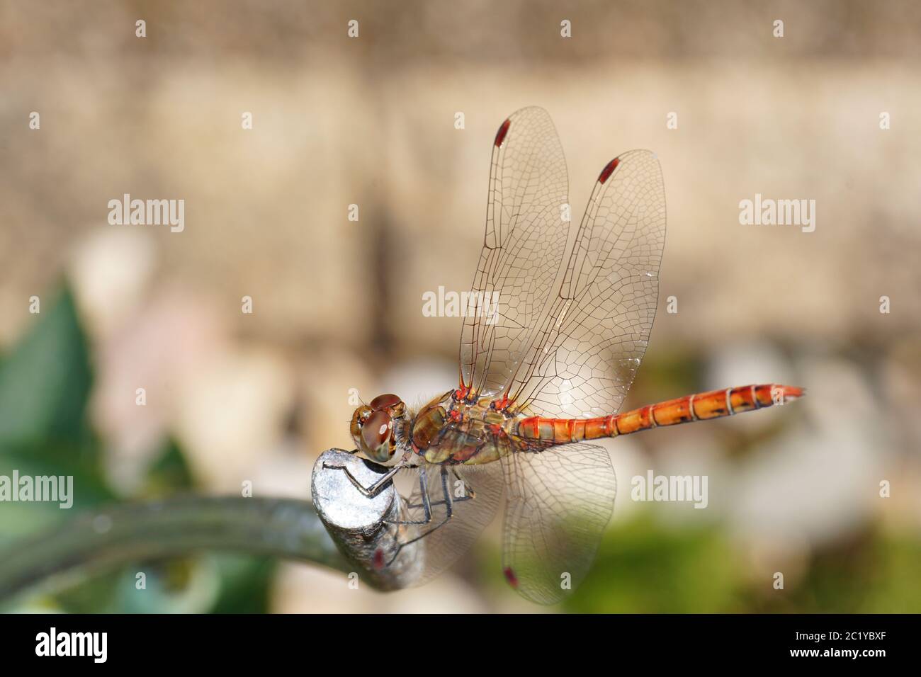 Closeup dragonfly wings hi-res stock photography and images - Alamy