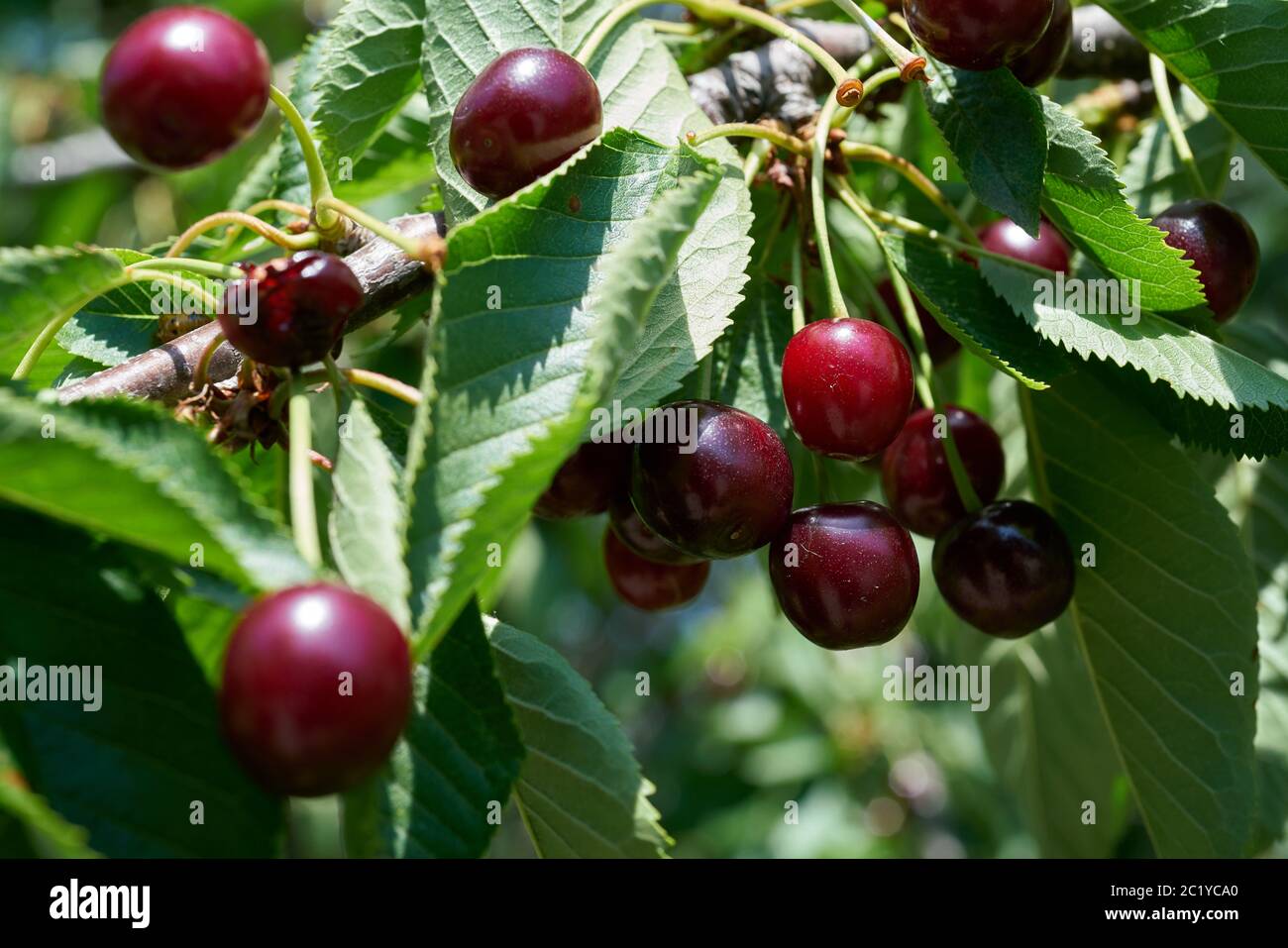 Ripe red cherries on a cherry tree in summer Stock Photo - Alamy