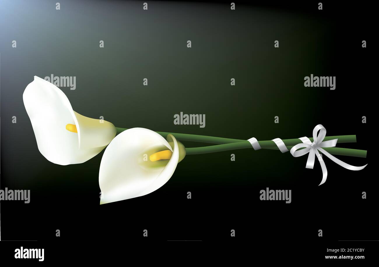 Two calla lilies Stock Vector Images - Alamy
