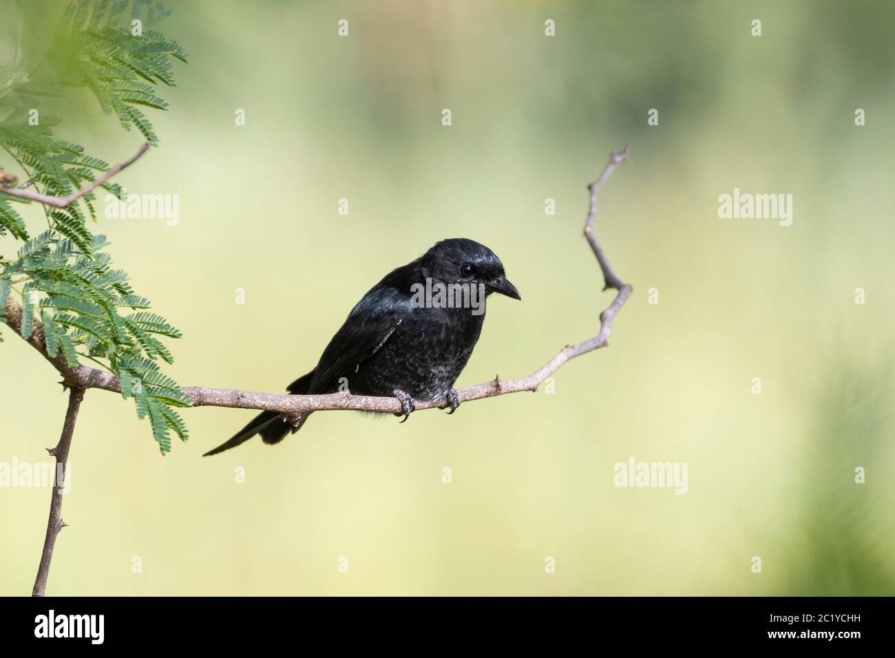 Fork-tailed Drongo (Dicrurus adsimilis) perched on a branch aka African ...