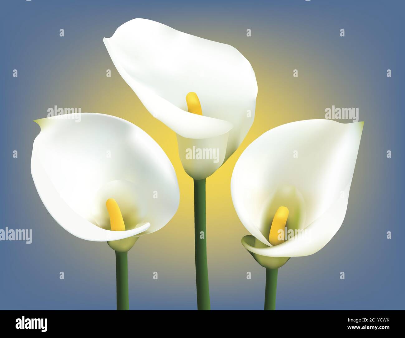 Isolated calla lilies Stock Vector Images - Alamy