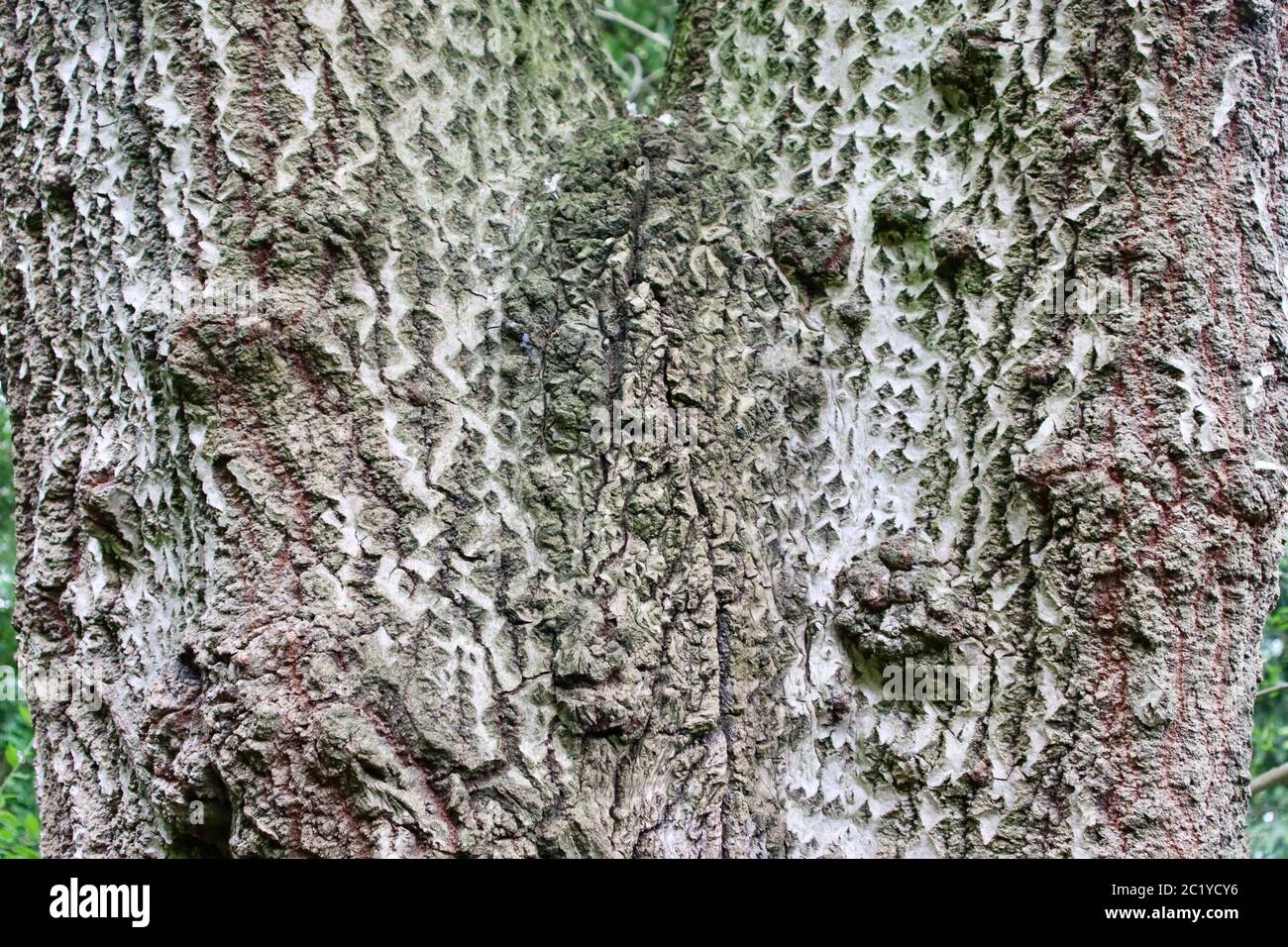 Pine trunk section bark hi-res stock photography and images - Alamy