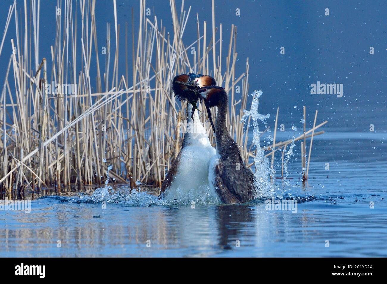 Male Great crested grebe displaying during mating ritual Stock Photo ...