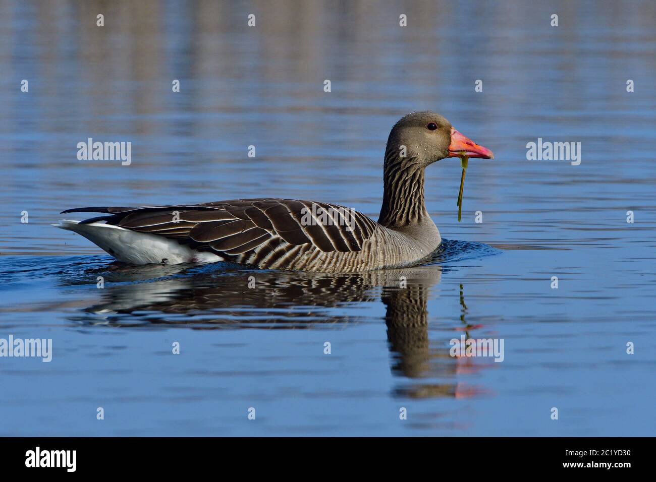 Grey goose in flight hi-res stock photography and images - Alamy