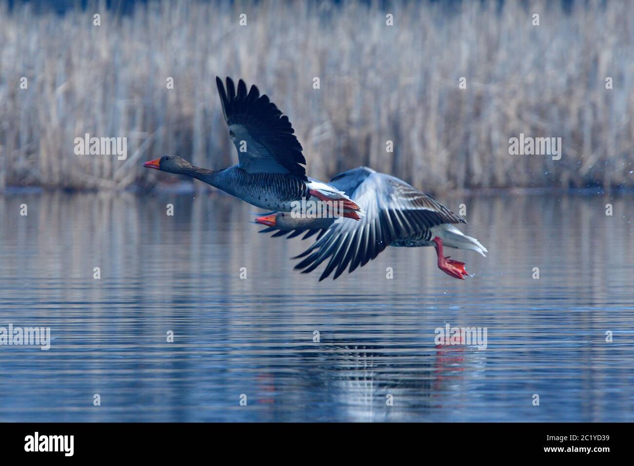 Flight of goose hi-res stock photography and images - Alamy