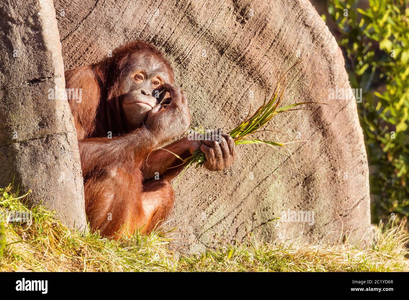 Orangutan (Pongo) Sitting down with Food Stock Photo - Alamy