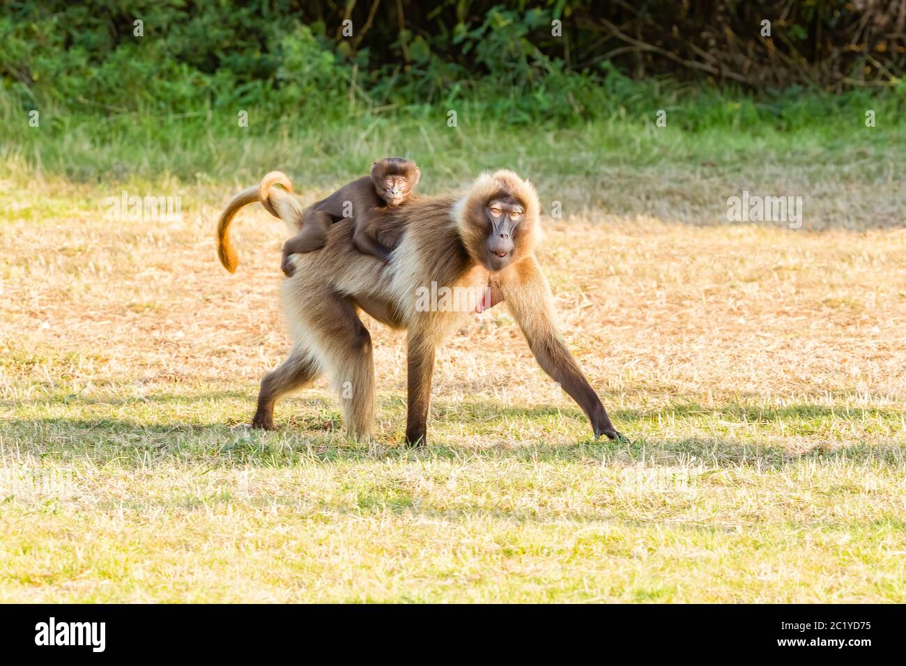 Gelada Baboon (Theropithecus gelada) Mother and Baby together Stock ...