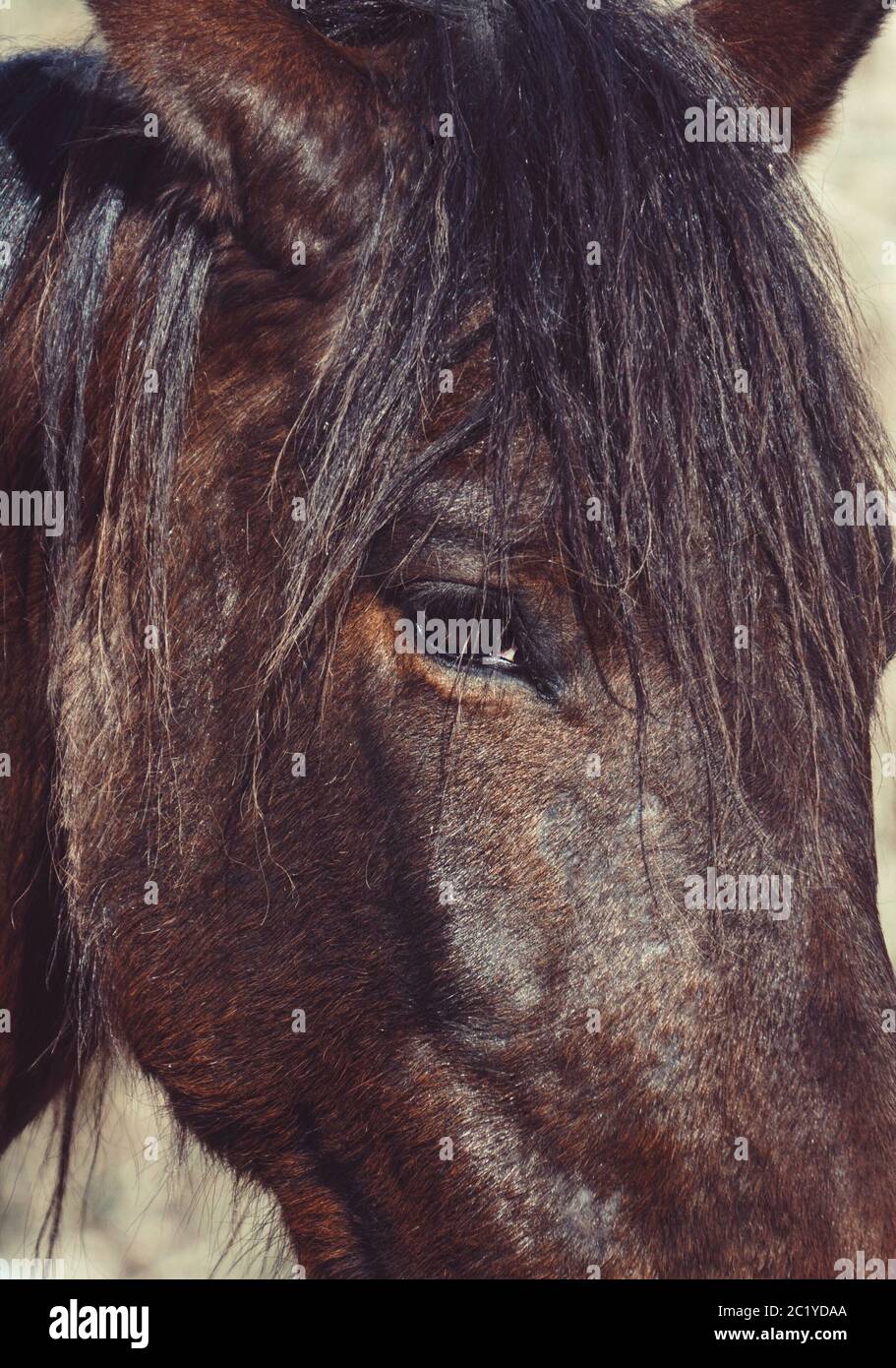 brown horse portrait Stock Photo - Alamy