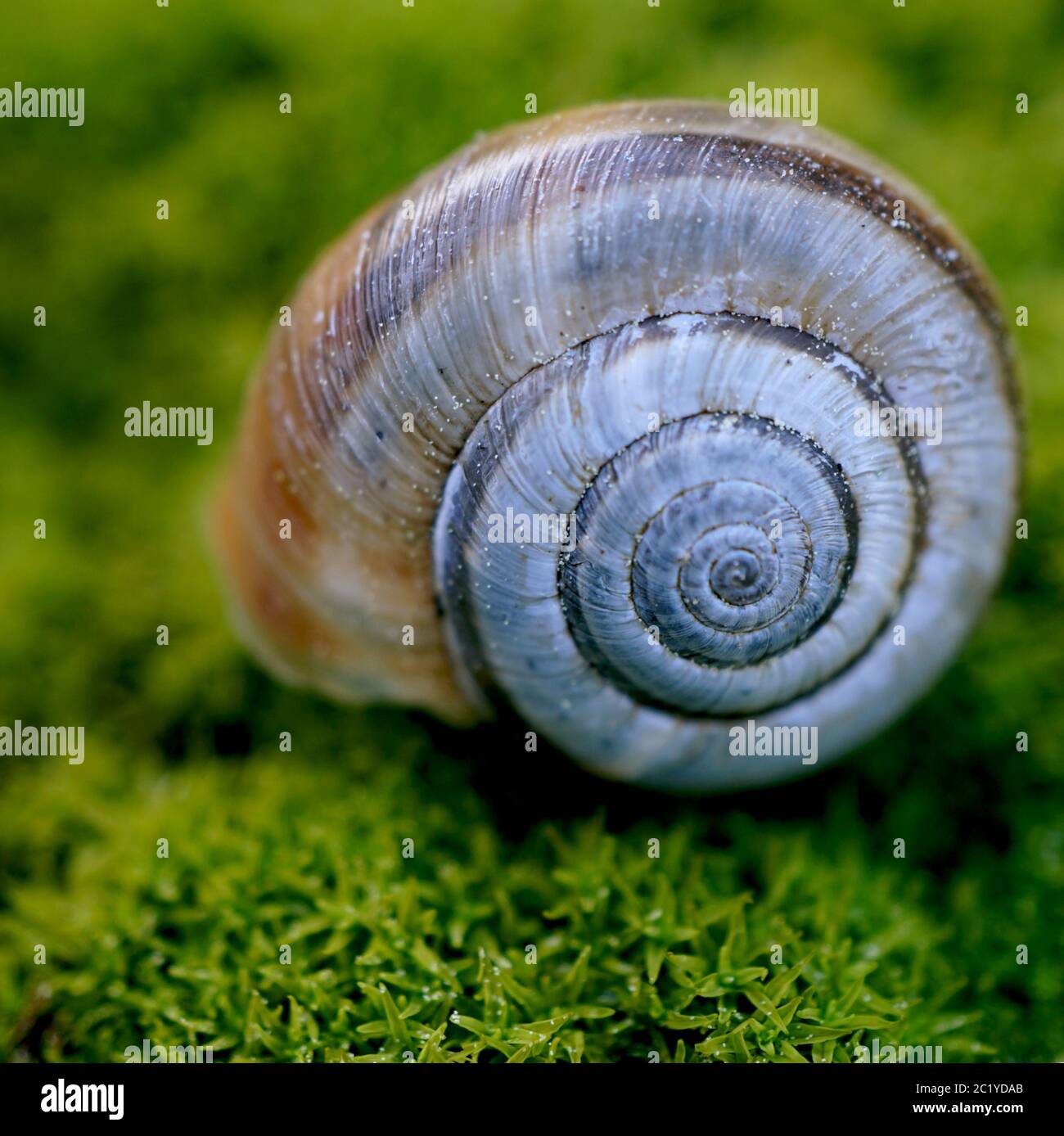 snail in the nature Stock Photo - Alamy