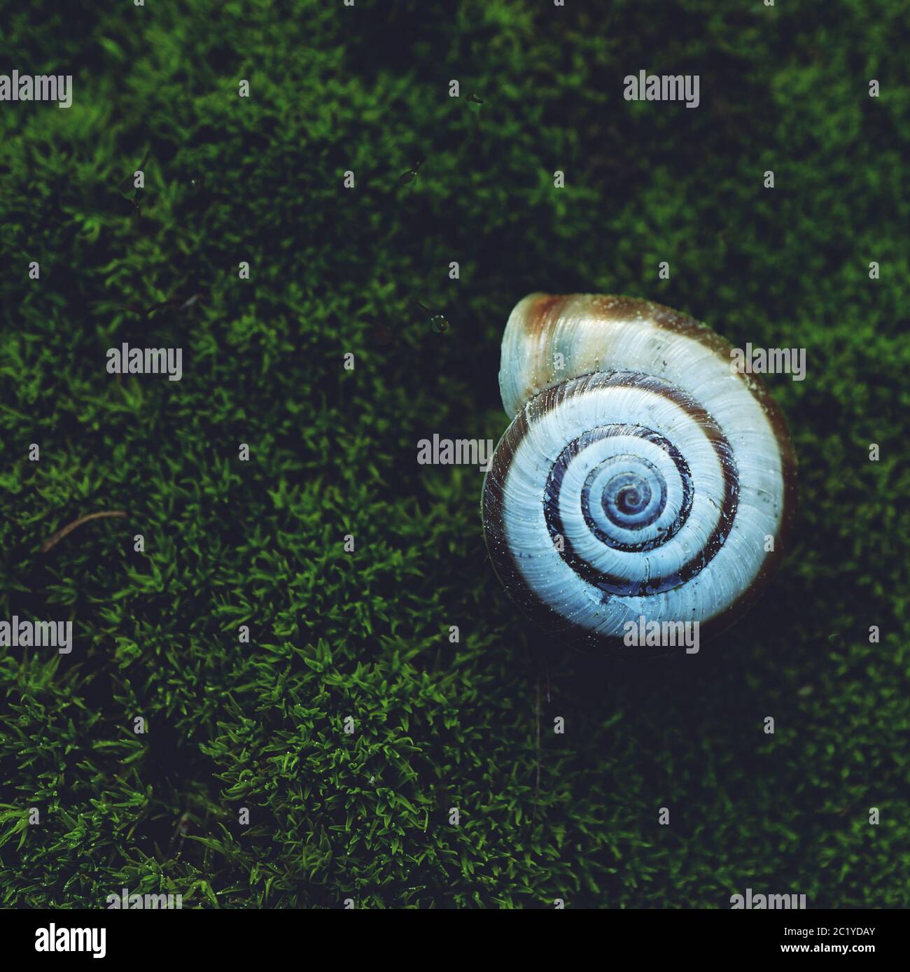 snail in the nature Stock Photo - Alamy