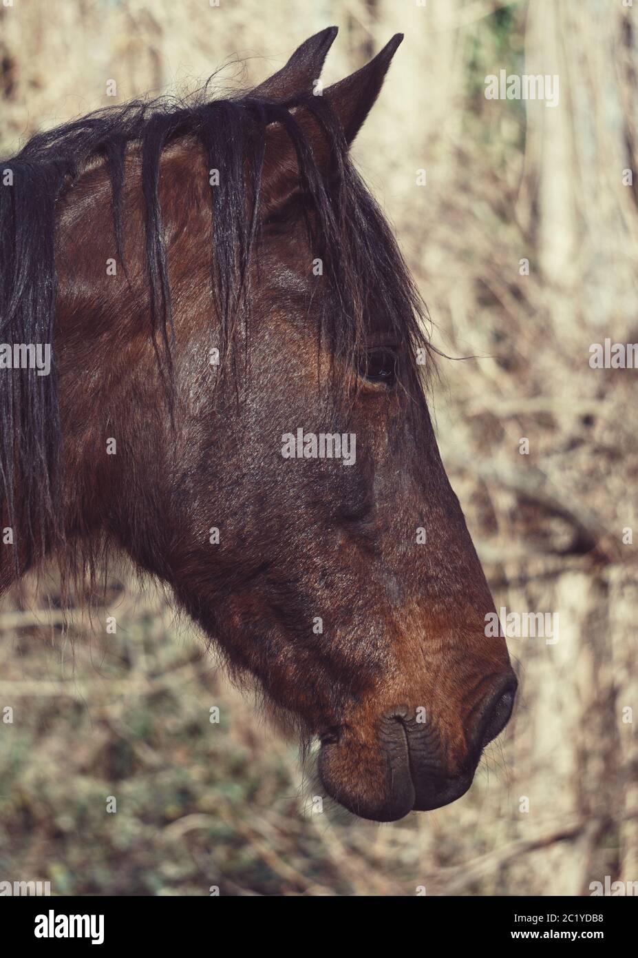brown horse portrait Stock Photo - Alamy