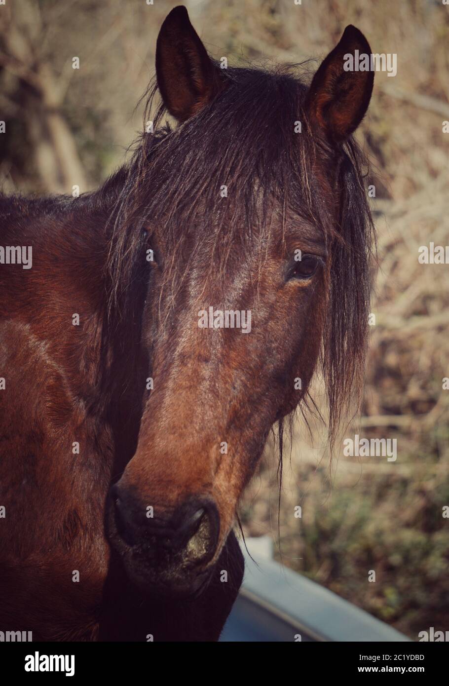 brown horse portrait Stock Photo - Alamy