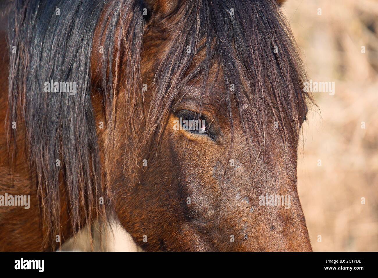 brown horse portrait Stock Photo - Alamy