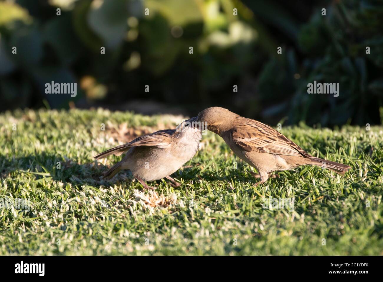 Fledgling sparrow hi-res stock photography and images - Alamy