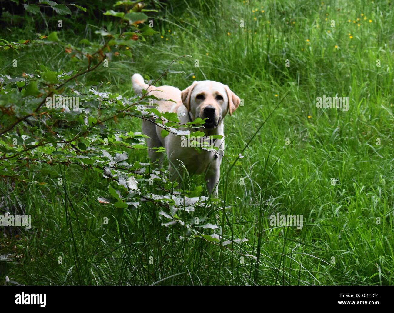Labrador walking hi-res stock photography and images - Alamy