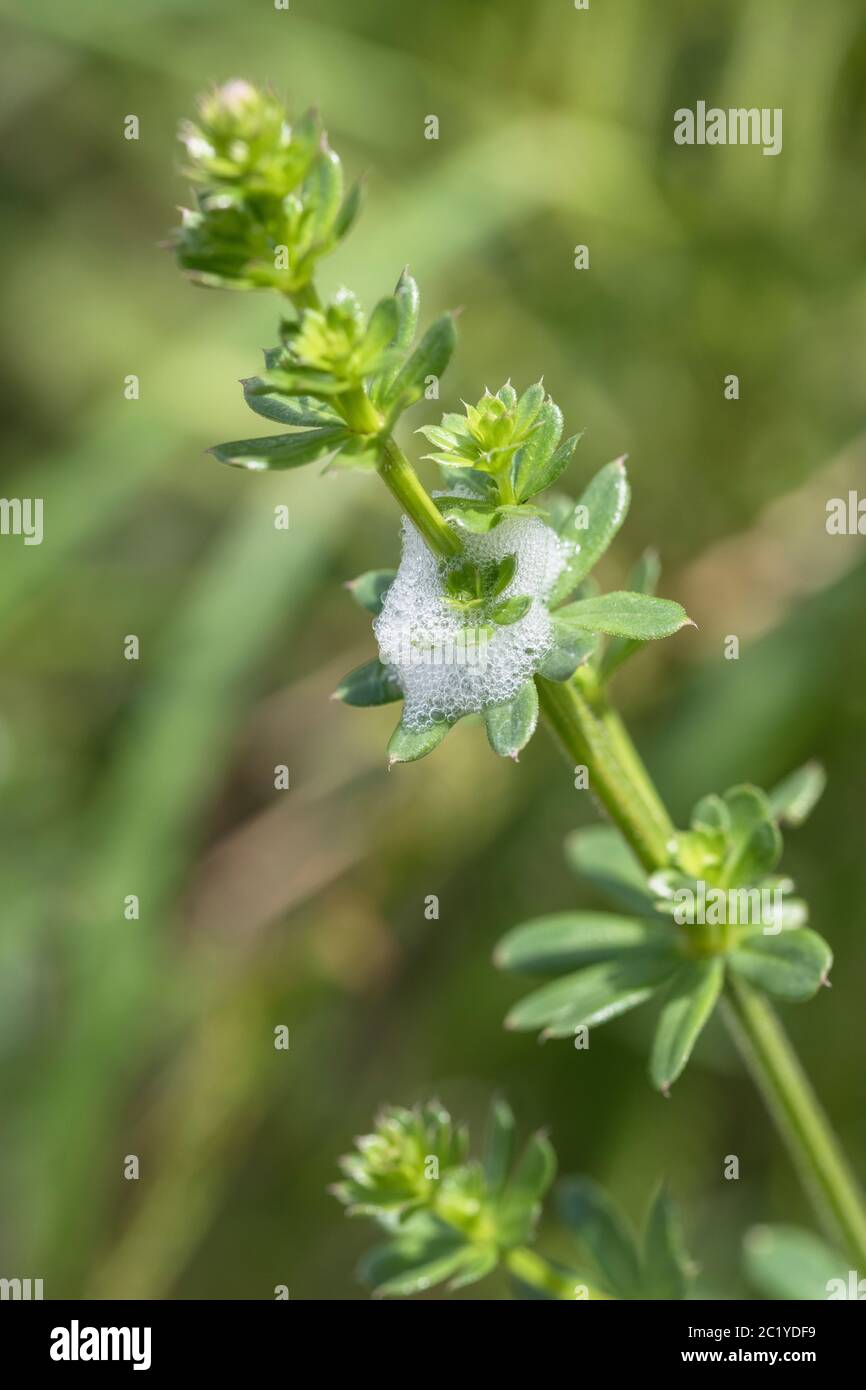 Bed bug nymph hi-res stock photography and images - Alamy