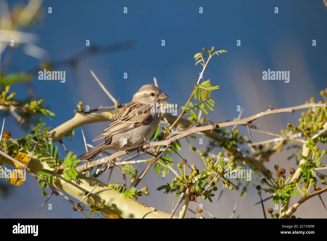 Female tree sparrow hi-res stock photography and images - Alamy