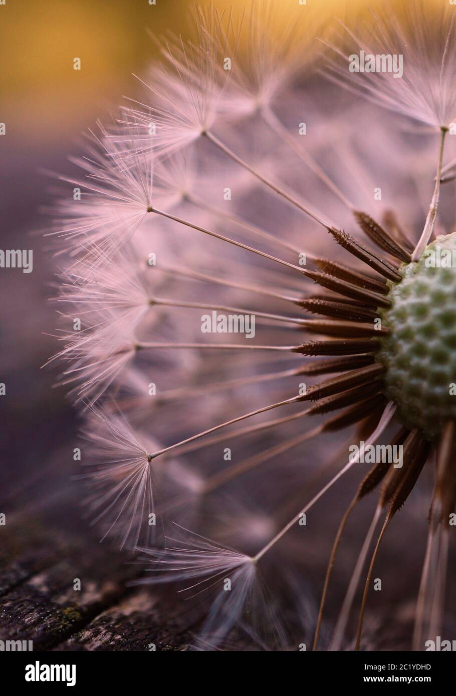 Dandelion seed texture hi-res stock photography and images - Alamy