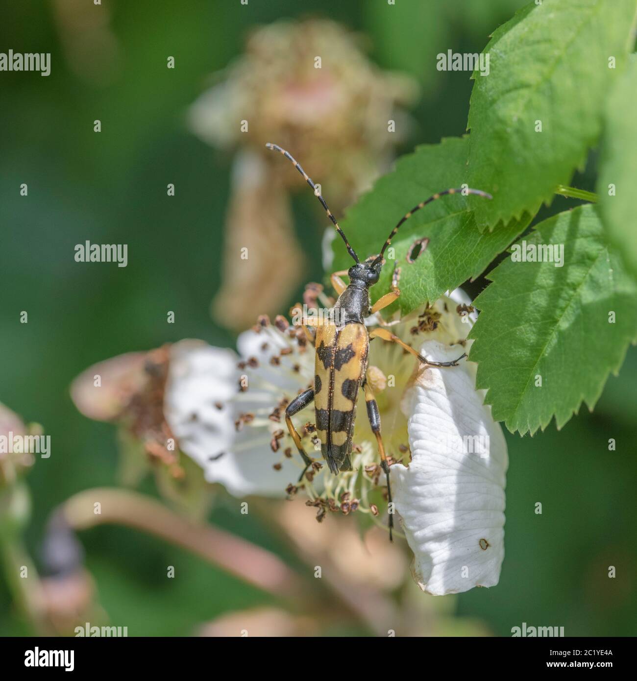 Female rutpela maculata hi-res stock photography and images - Alamy