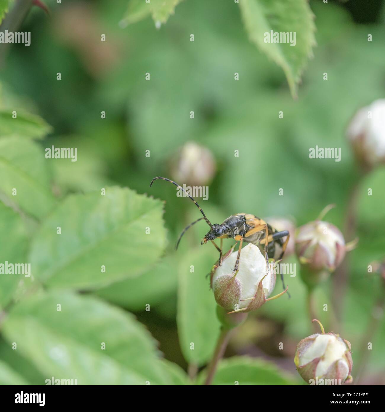 Close shot female Spotted Longhorn Beetle / Rutpela maculata on flower ...