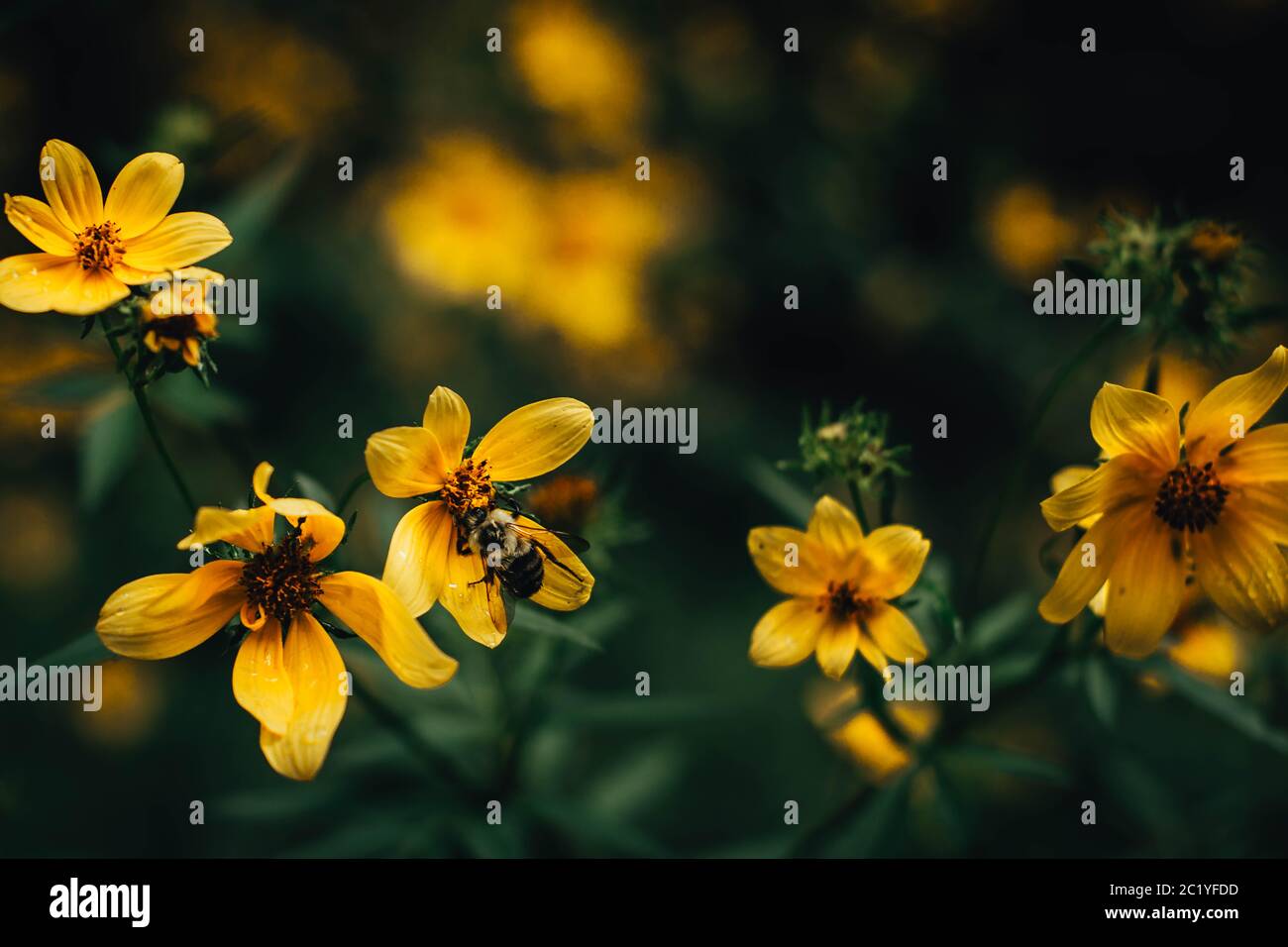 A honey bee gathering pollen in a field of yellow wildflowers Stock ...
