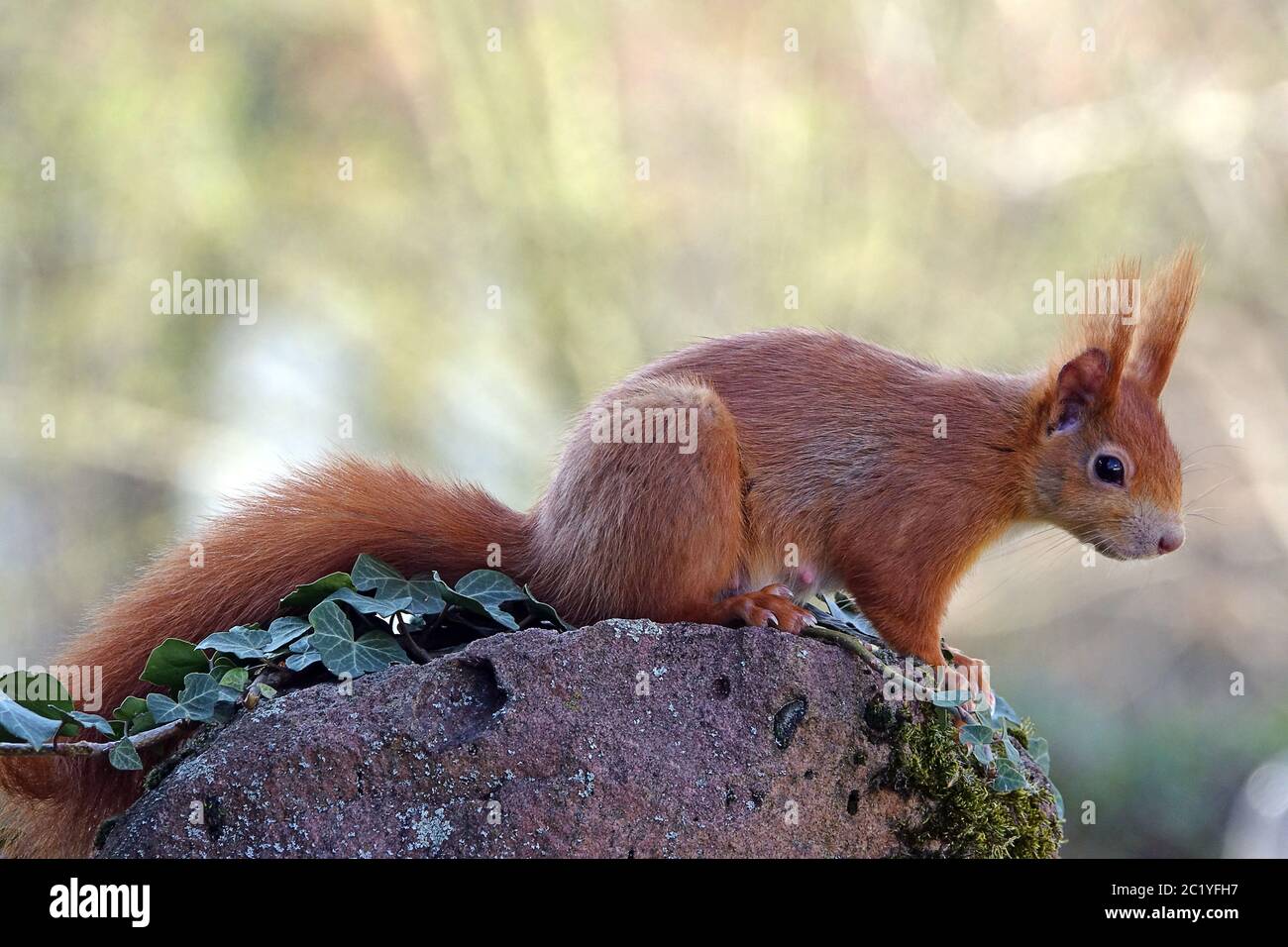 European red squirrel sciuridae hi-res stock photography and images - Alamy