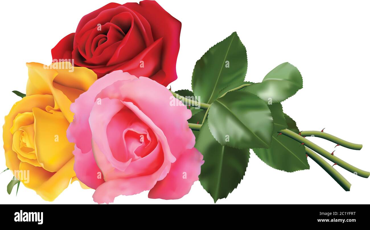 Three beautiful roses, pink, red and yellow, isolated on white ...