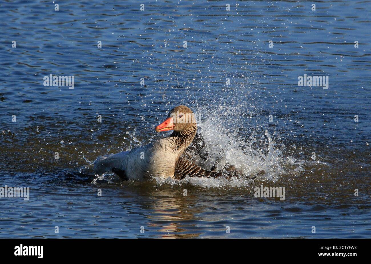 Badende voegel hi-res stock photography and images - Alamy