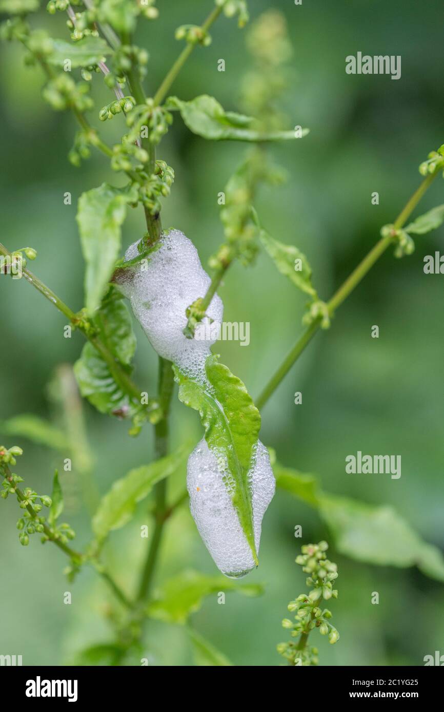 Spittlebug Cuckoo spit of common Froghopper or Meadow Spittlebug ...