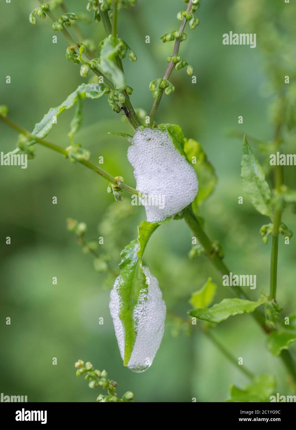 Common froghopper cuckoospit hi-res stock photography and images - Alamy
