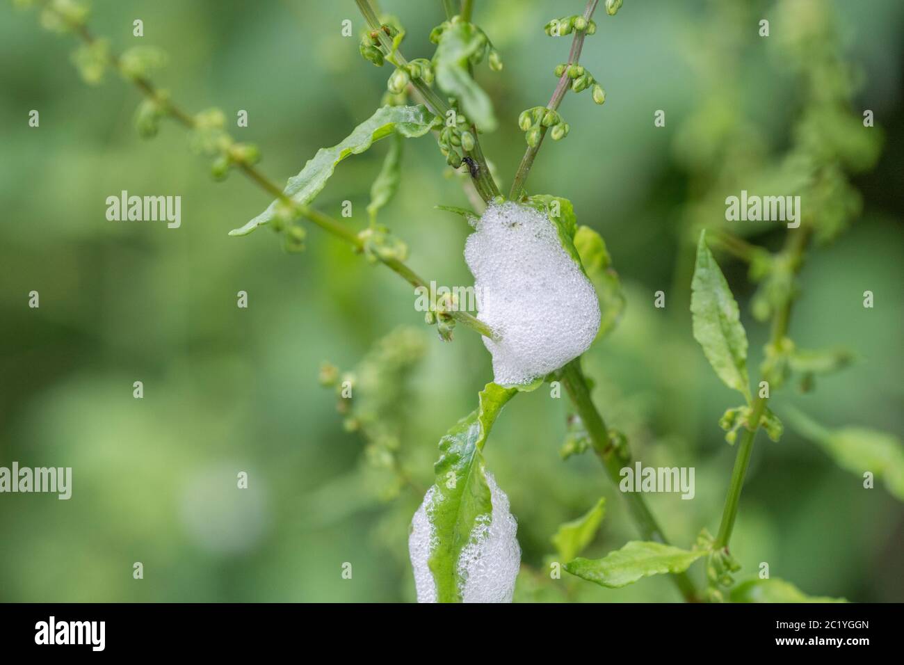 Spittlebug Cuckoo spit of common Froghopper or Meadow Spittlebug ...