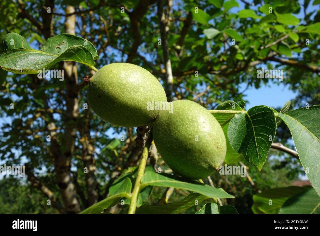 Walnut species hi-res stock photography and images - Alamy