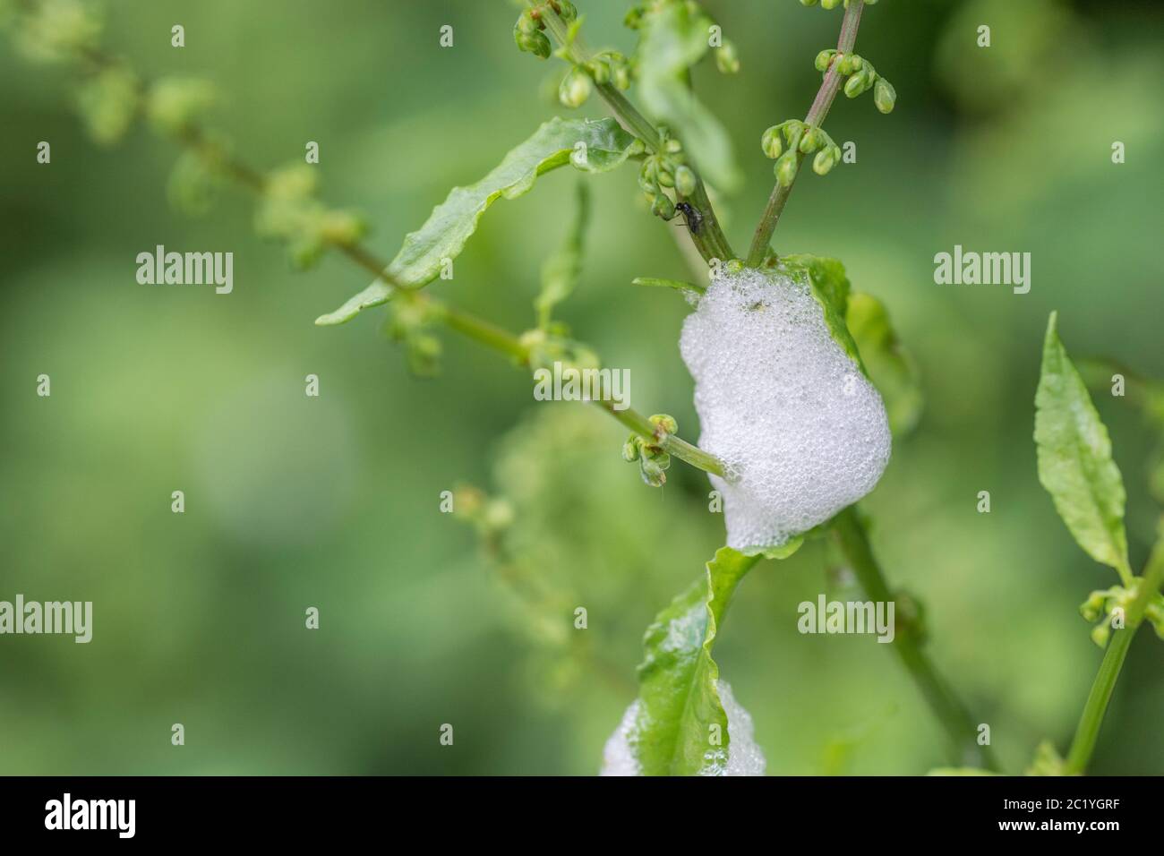 Spittlebug Cuckoo spit of common Froghopper or Meadow Spittlebug ...