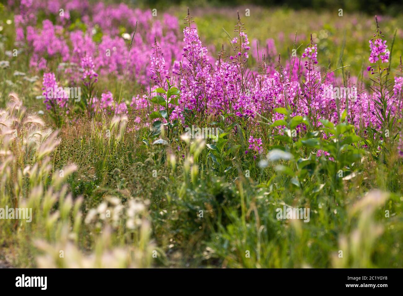 Alaska Violet High Resolution Stock Photography and Images - Alamy