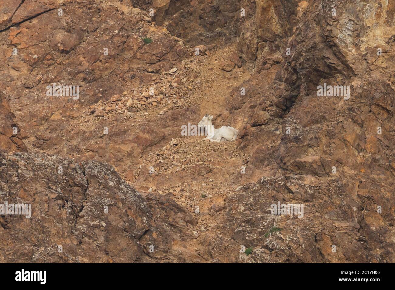 Alaska dall hi-res stock photography and images - Alamy