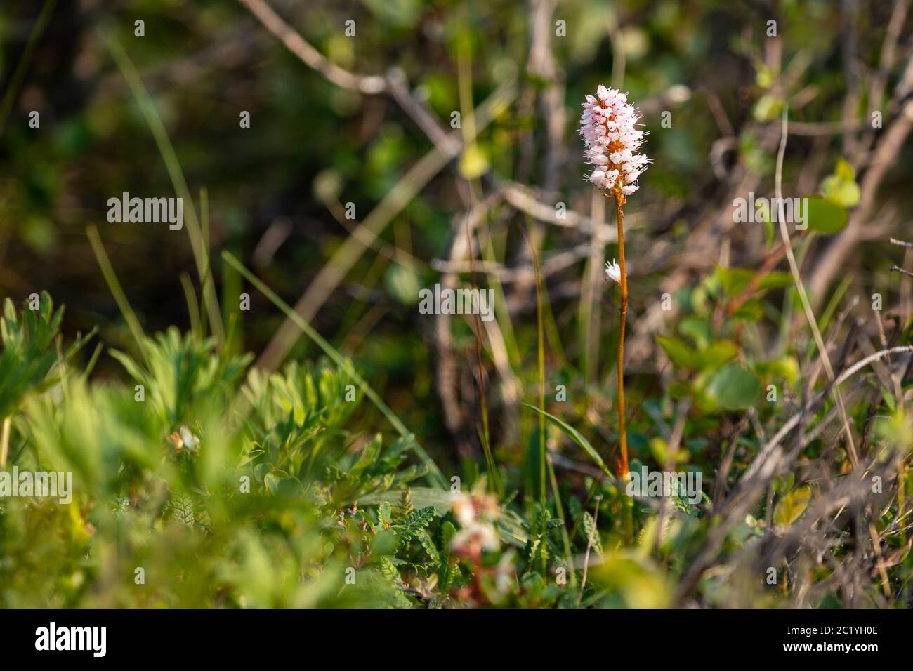 Alaska denali flowers hi-res stock photography and images - Alamy