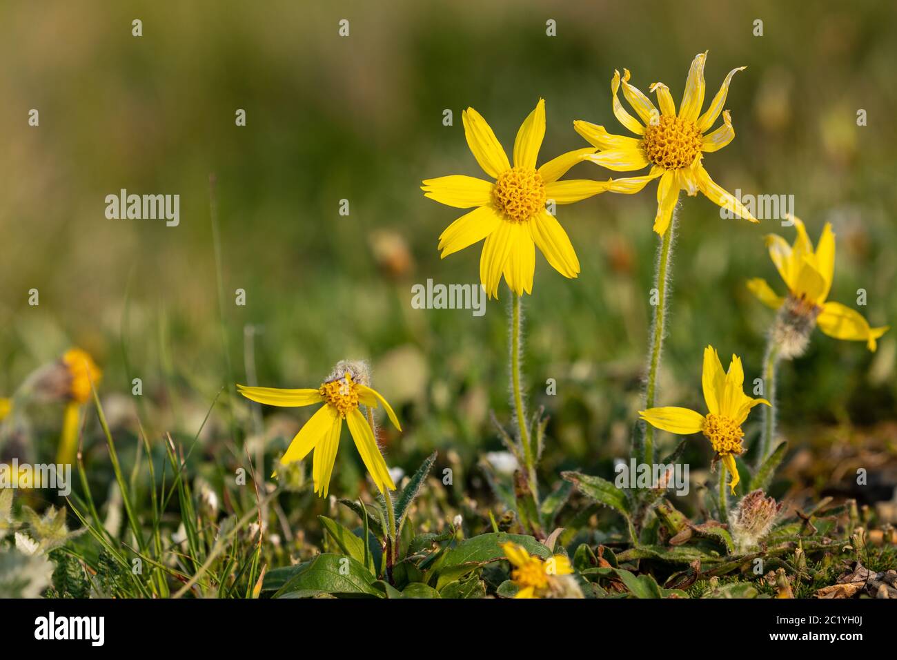 Flowers of the Denali National Park Stock Photo - Alamy