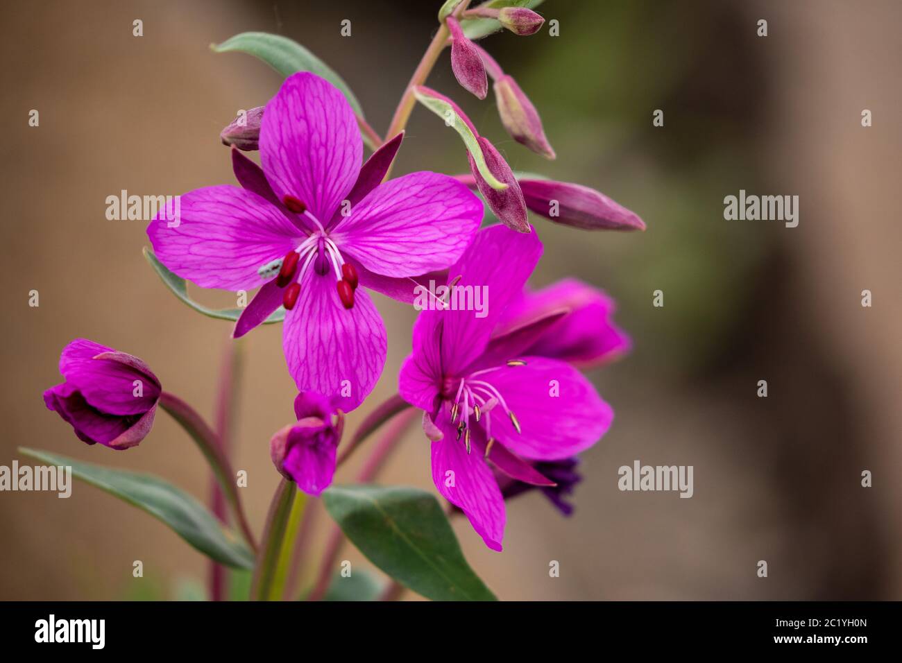 Alaska Violet High Resolution Stock Photography and Images - Alamy