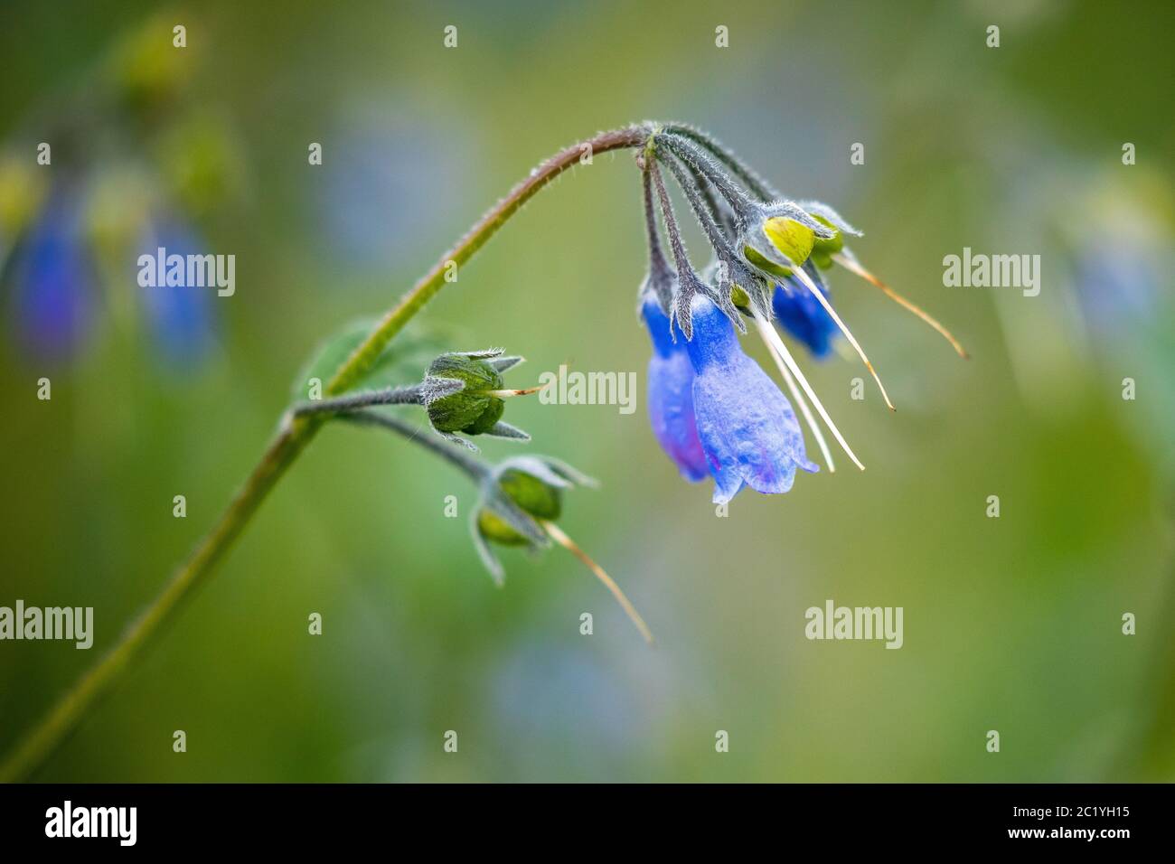 Denali national park flowers hi-res stock photography and images - Alamy