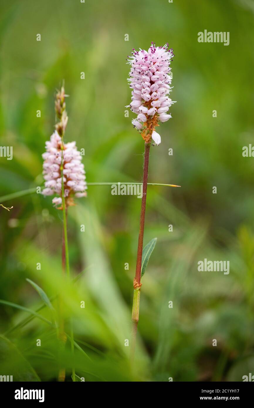 Flowers of the Denali National Park Stock Photo - Alamy