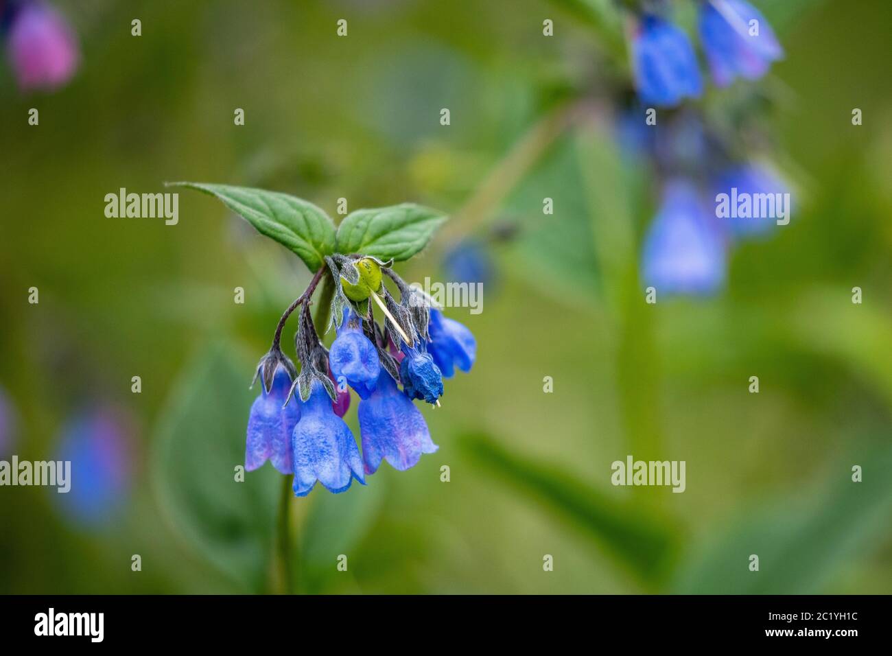 Denali national park flowers hi-res stock photography and images - Alamy
