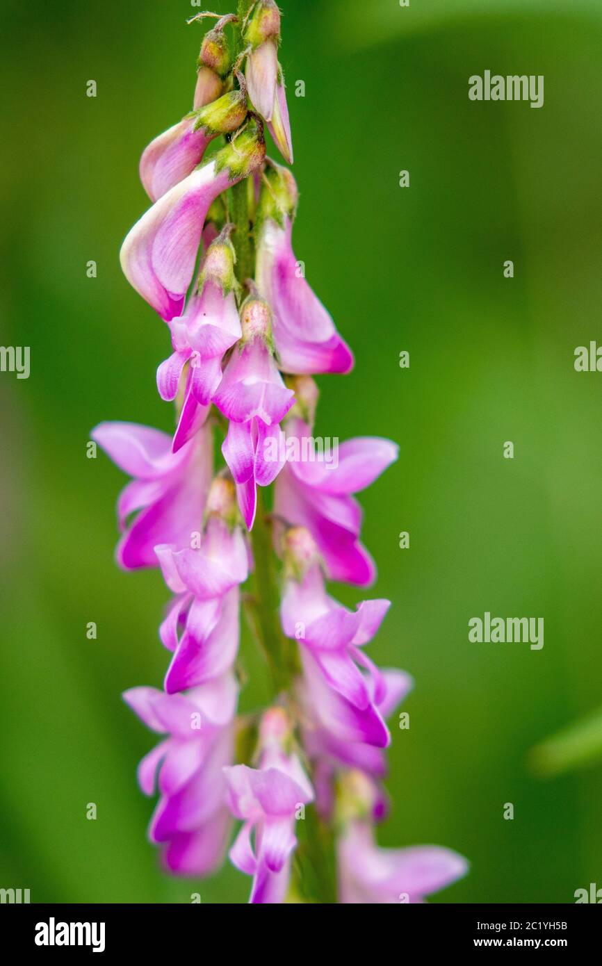 Denali national park flowers hi-res stock photography and images - Alamy