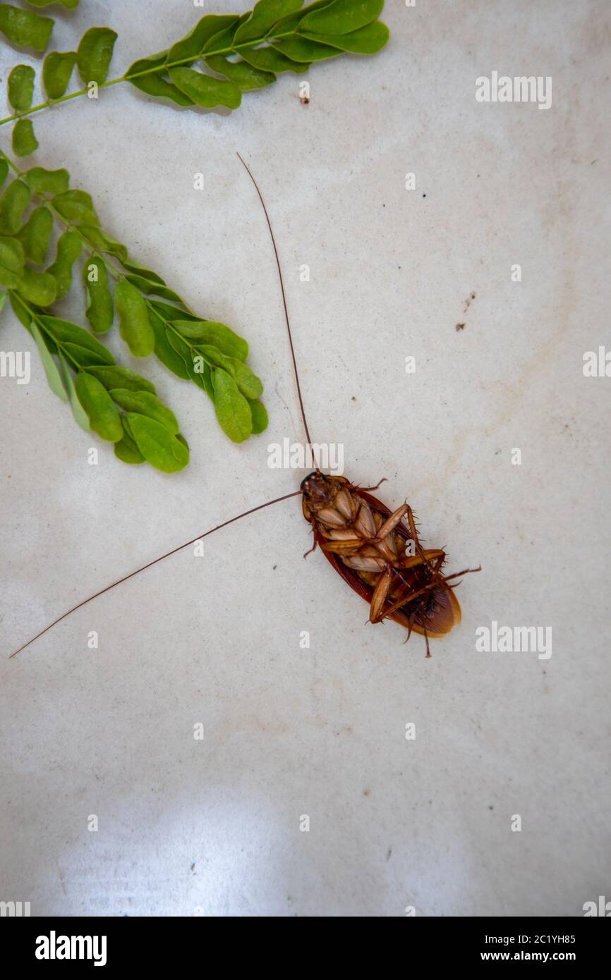 Big orange dead cockroach on the cement floor near the tropical plant ...