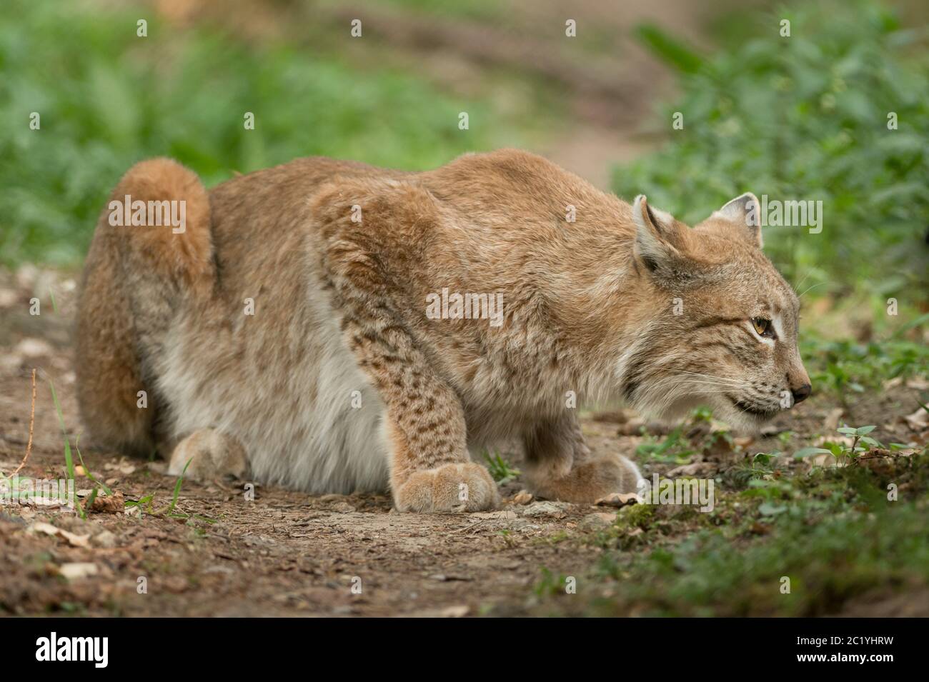 Lynx in a forrest Stock Photo - Alamy