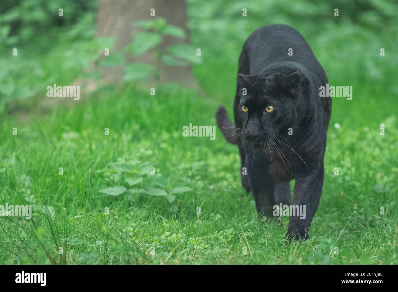 Black Panther Snarling High Resolution Stock Photography and Images - Alamy
