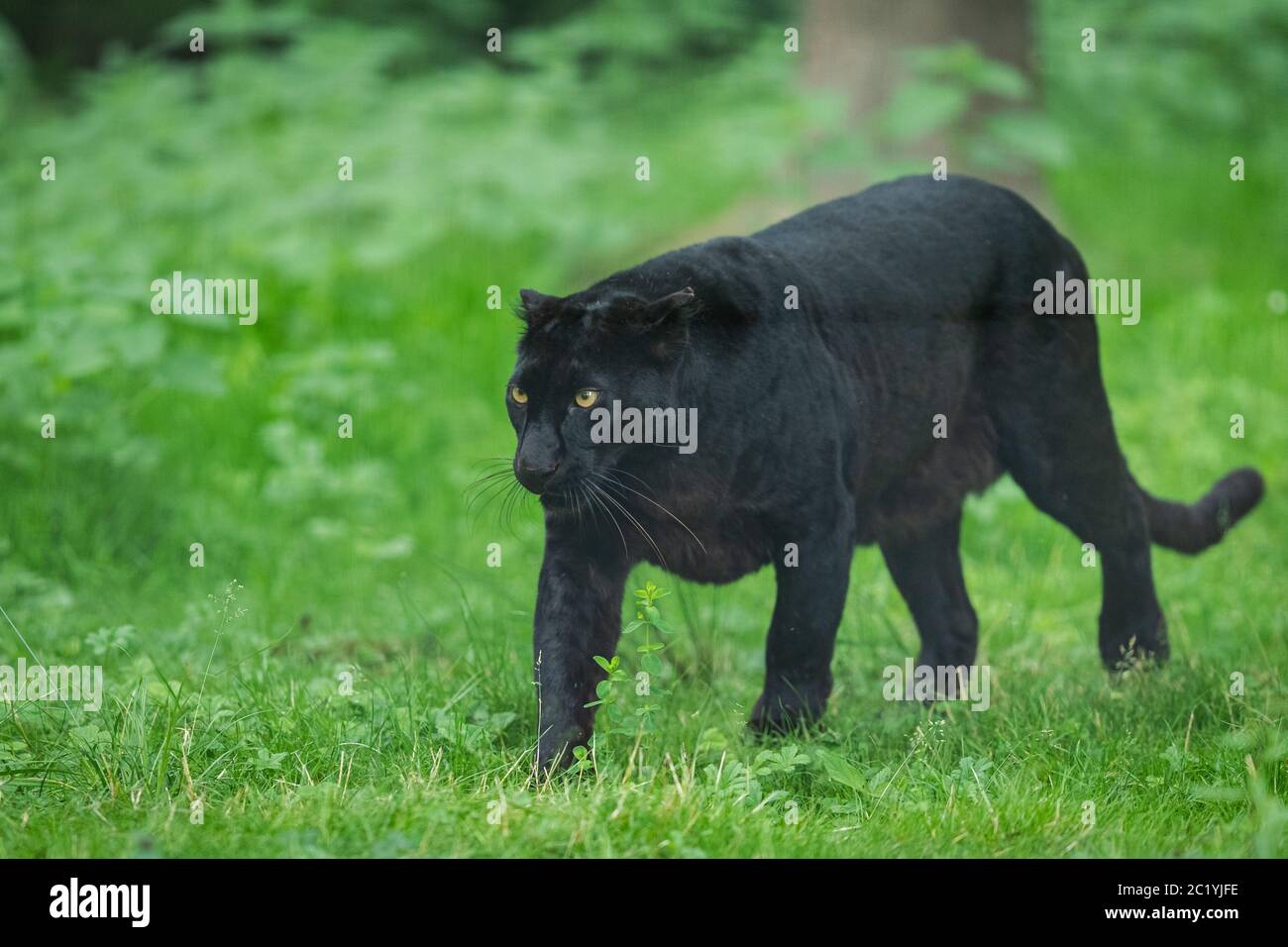 Black panther snarling hi-res stock photography and images - Alamy
