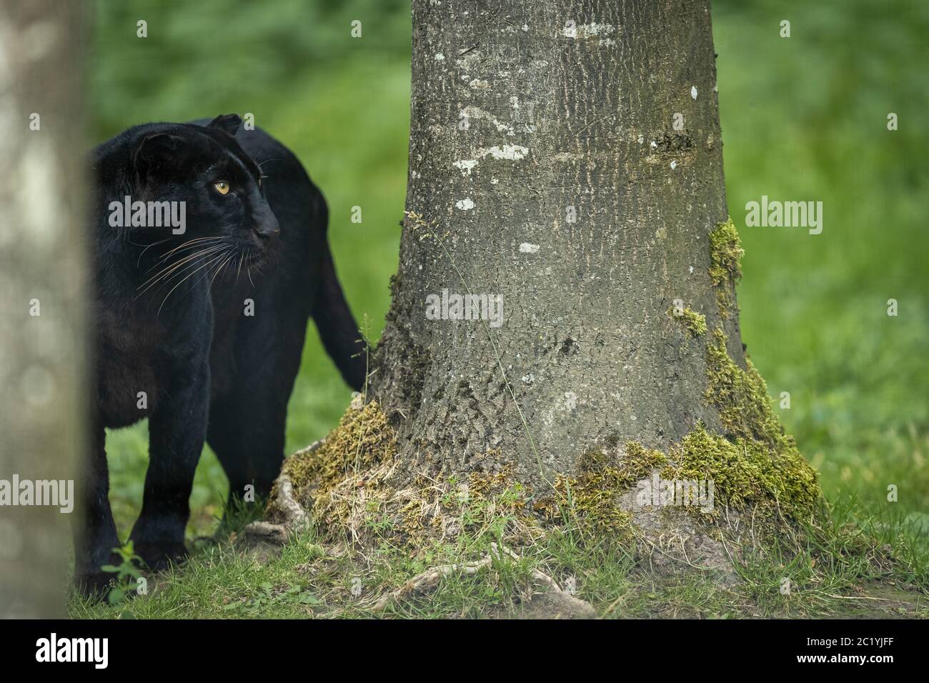 Black panther snarling hi-res stock photography and images - Alamy