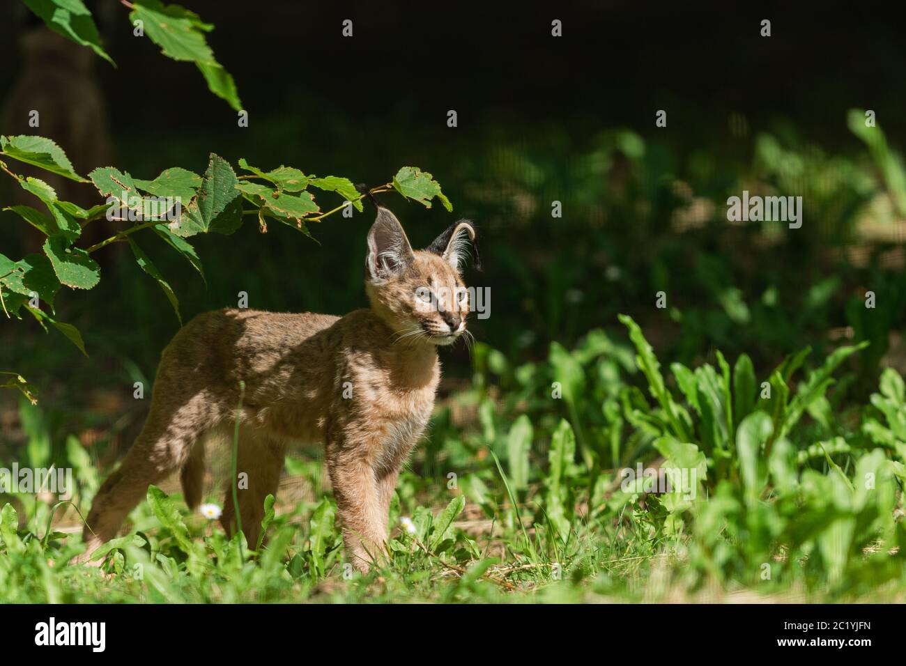 Baby Caracal in the forest Stock Photo - Alamy