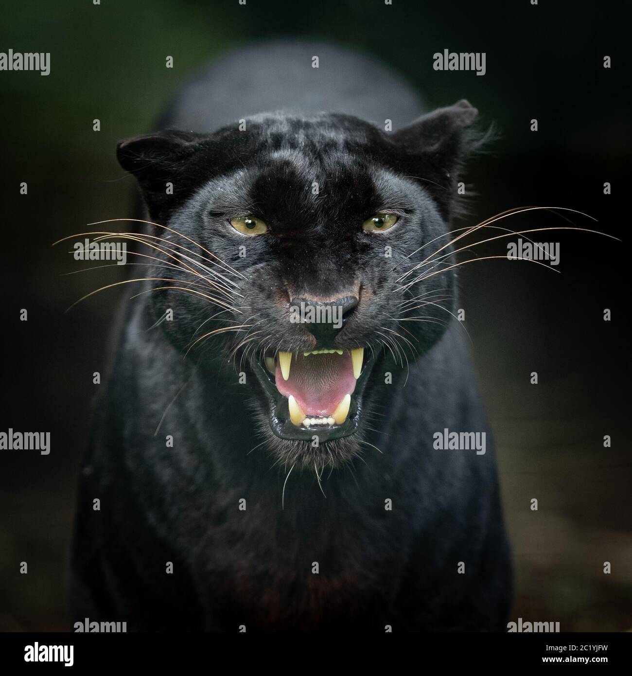 Angry Black Panther