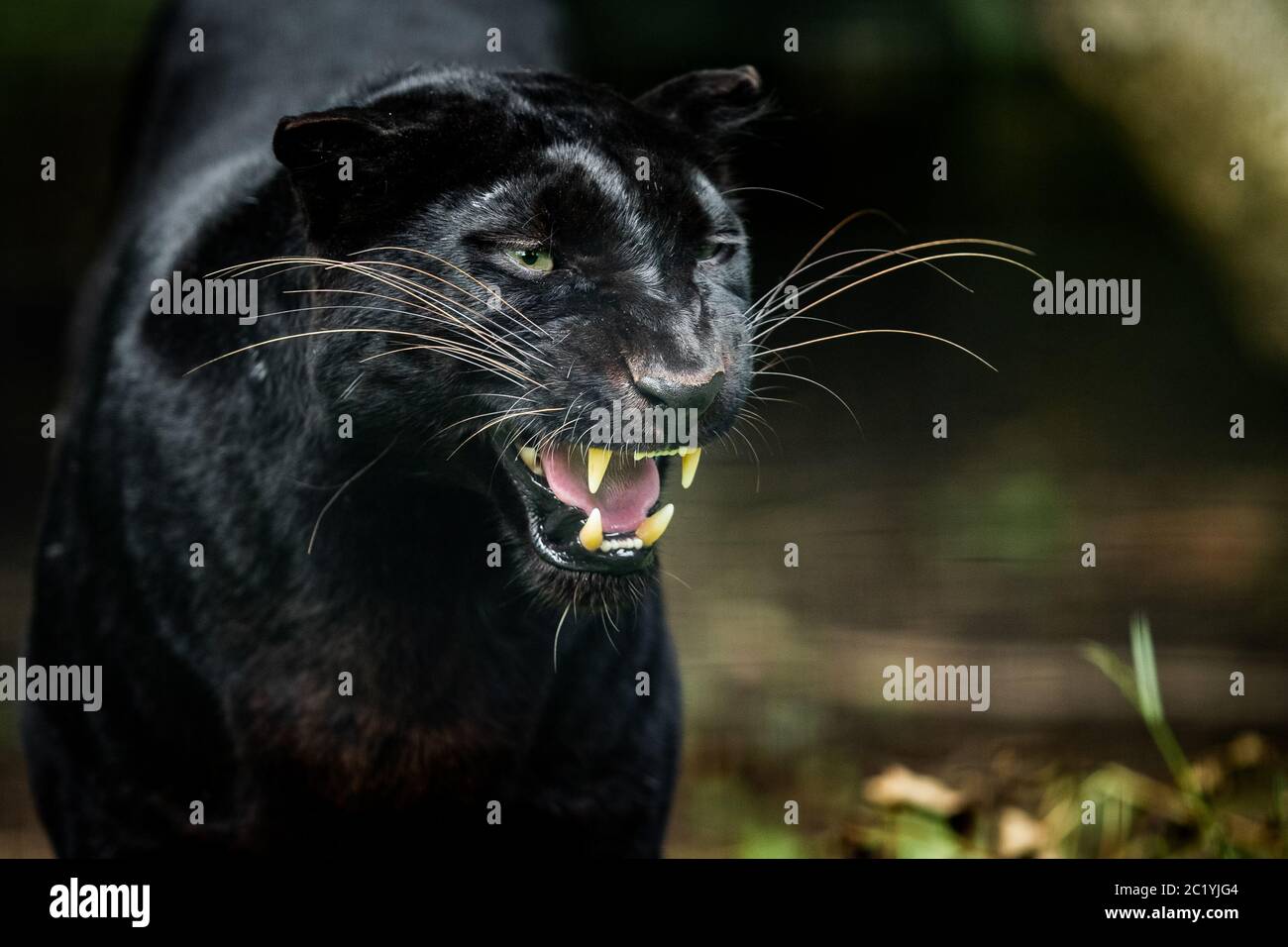 Black Panther in the jungle Stock Photo - Alamy